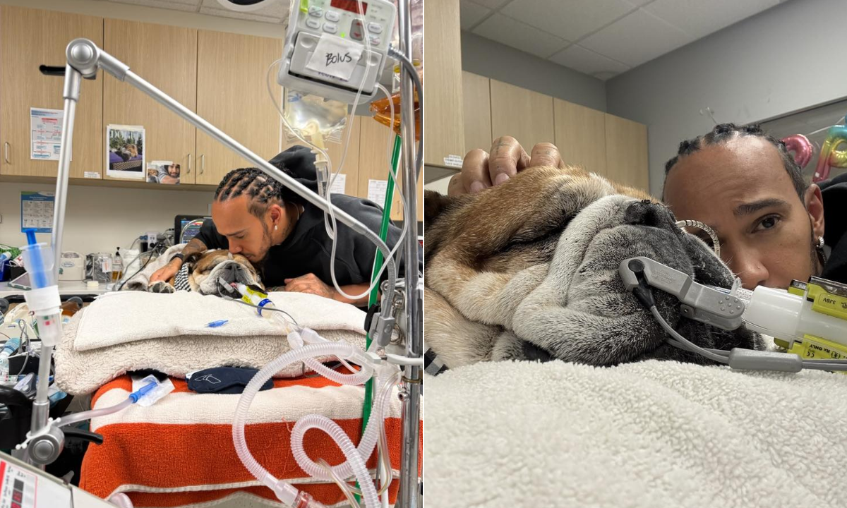 Lewis Hamilton Shares Heartbreaking Update on His Dog Roscoe’s Health ...